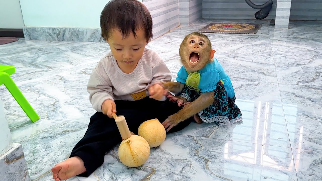 Diem smashing coconuts for Monkey Kaka to eat is really funny - YouTube