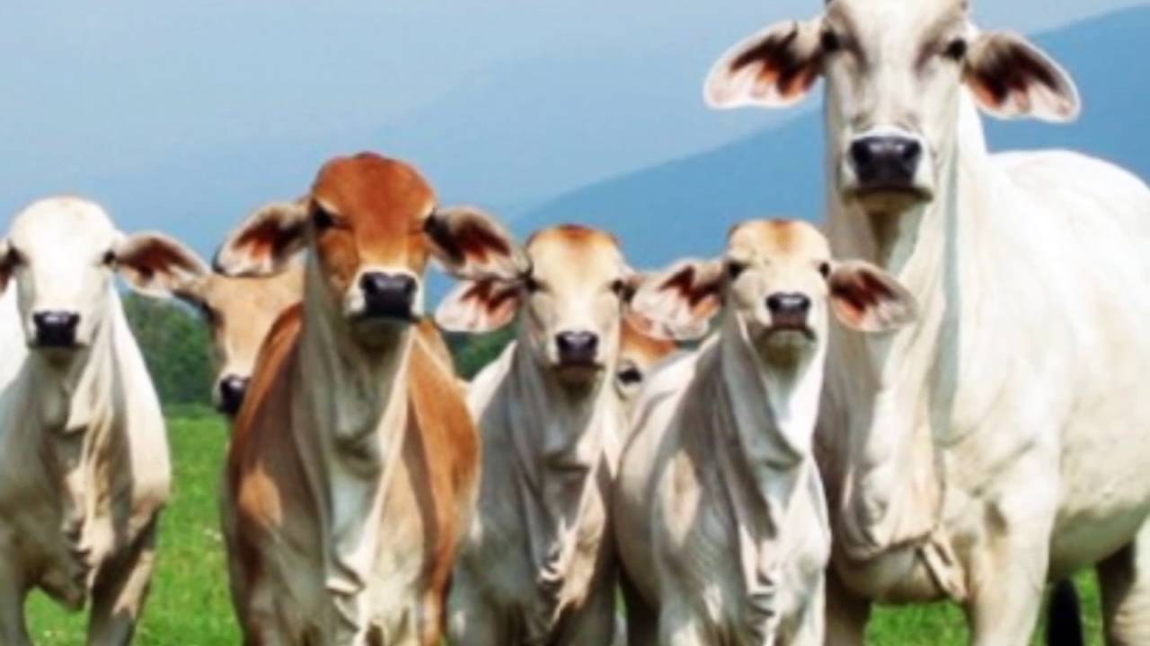 Venezuela Agropecuaria - YouTube