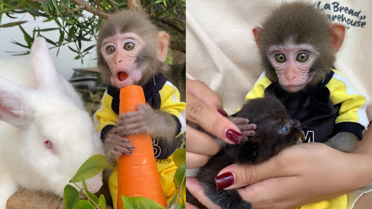 Lovely moments of Pika monkeys and other animal. P152 - YouTube