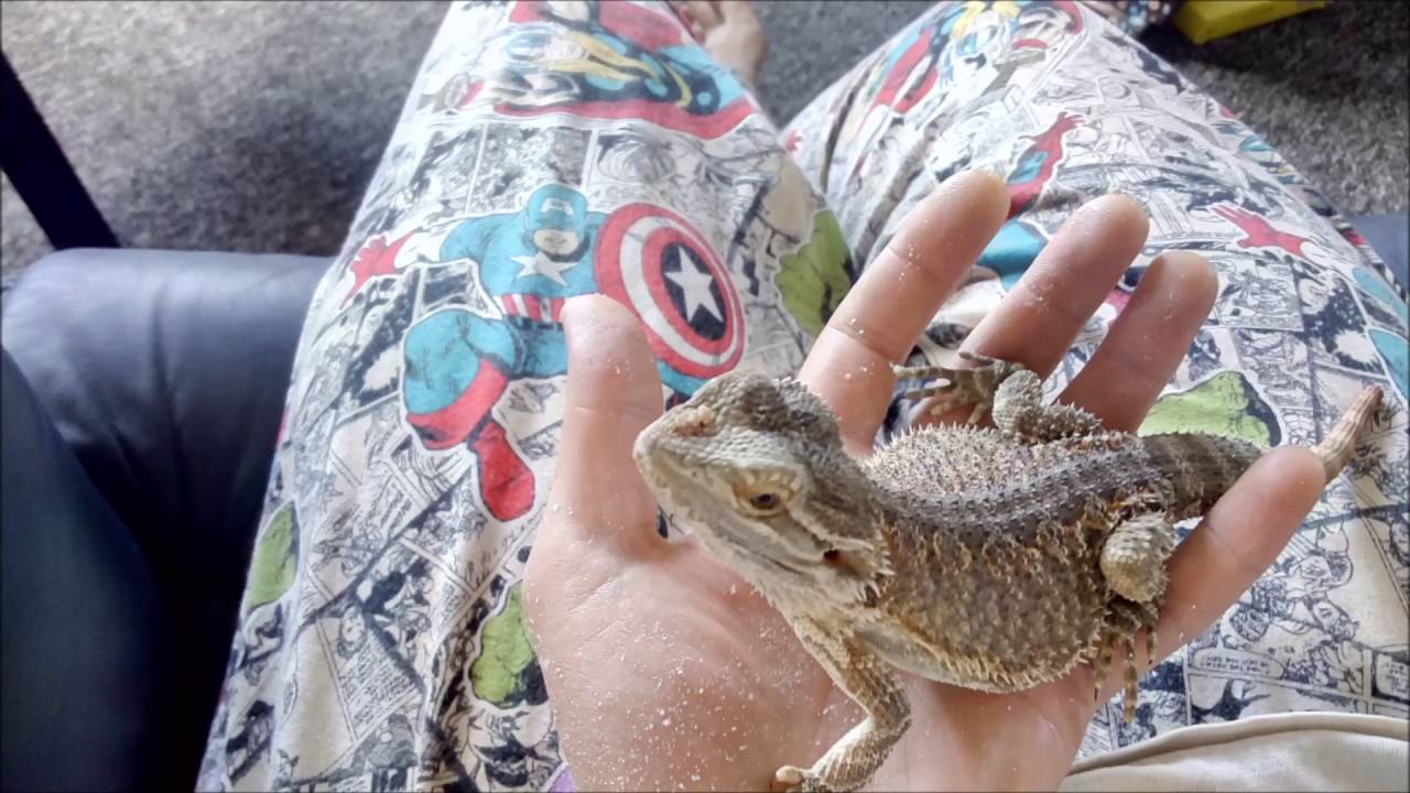 Lucky - The Lizard Life - YouTube