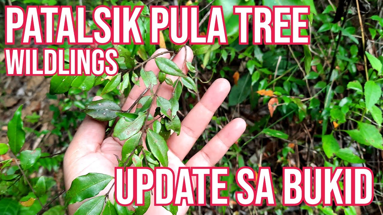 Patalsik Pula Tree Wildlings Update natin sa Bukid - YouTube