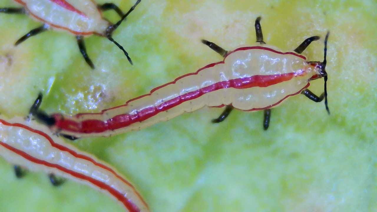 Thysanoptères - famille Phlaeothripidae - YouTube