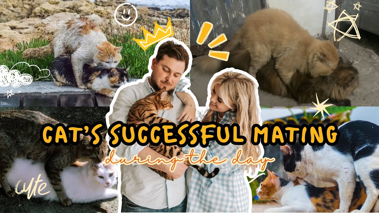 Persian Cat successfully Mating tips || cat in heat || how do Persian ...