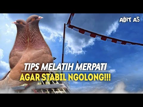 Cara agar merpati kunci kolong!! no moncor!!!