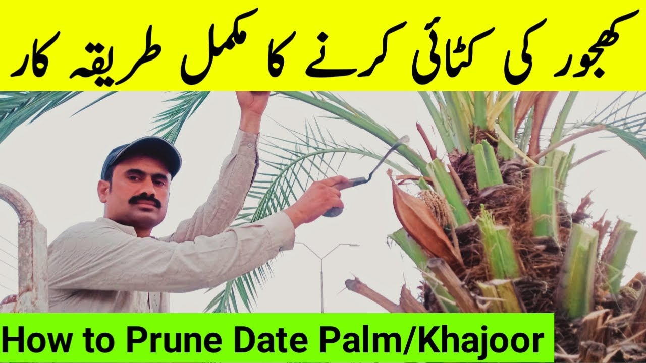How To Prune Date Palm Khajoor In Urdu Hindi How To Trim Date Palm In How To Prune Date Palm Khajoor In Urdu Hindi How To Trim Date Palm In