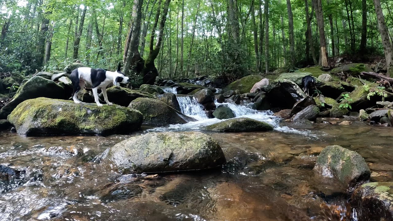 Dogs on rocks 13 - YouTube