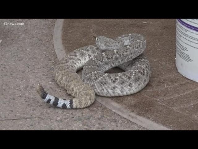 Western Diamondback Rattlesnake Bite
