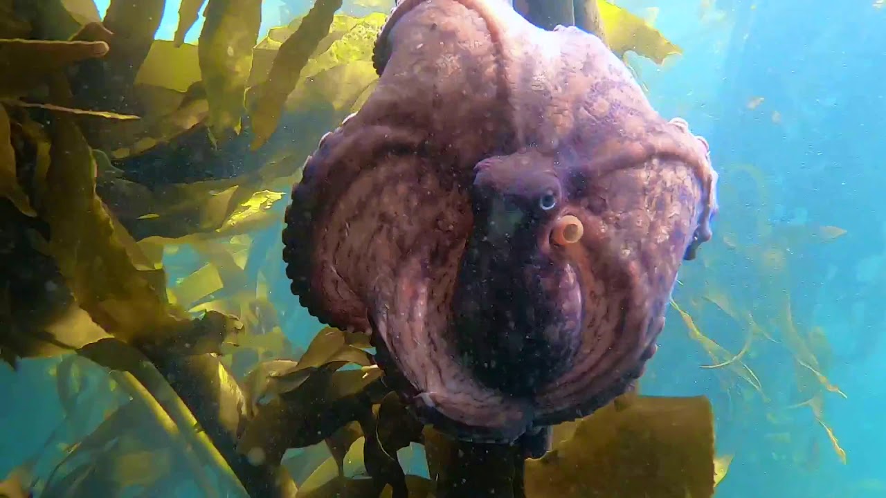 CREATURES OF THE KELP FOREST - YouTube
