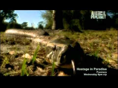 Man-Eating Super Snake - YouTube