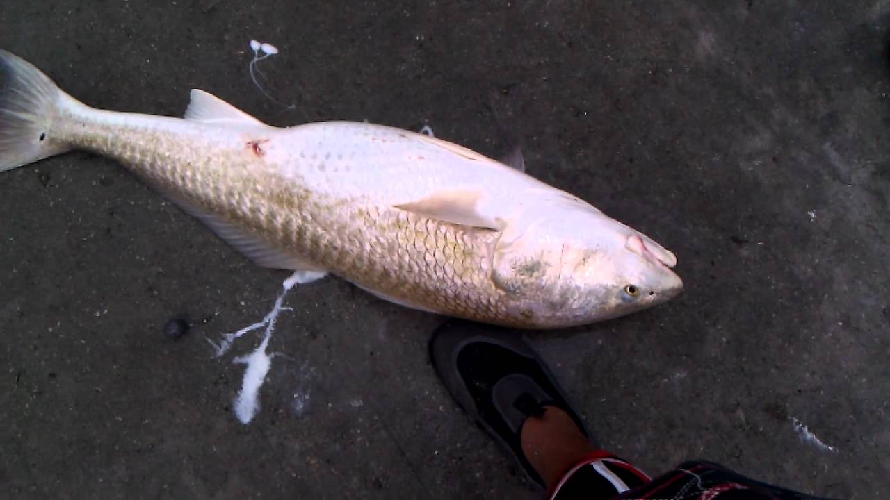 Big red fish, red drum (39in) quick video - YouTube