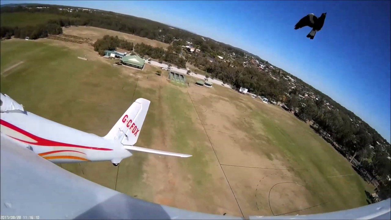 Magpie attacking RC aircraft video - YouTube