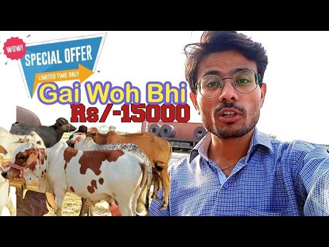 Rs/-15000 Main Gai (Cow) | Itni Sasti Gai (Cow) | Abid Ali Vlog | 2023 ...