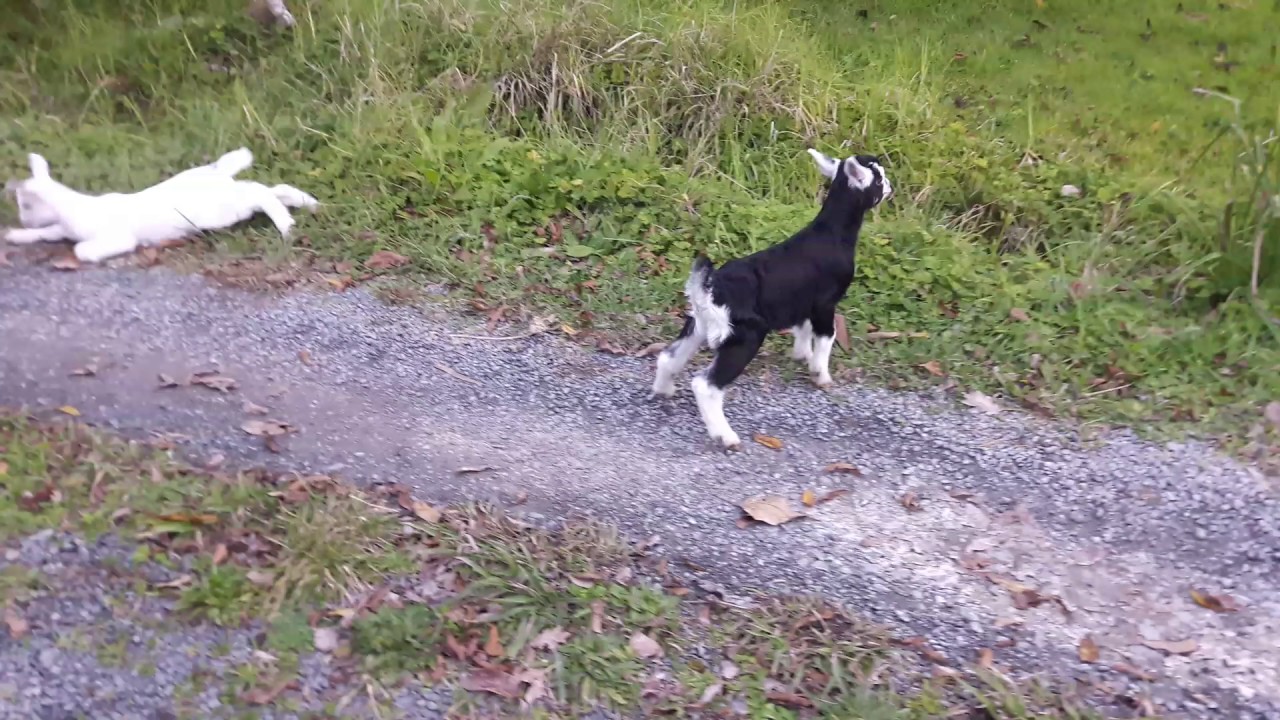Cute Clumsy Baby Goat - YouTube