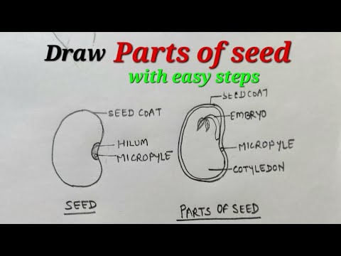 Seed drawing easy class 5, Parts of seed drawing easy Class 5, draw ...