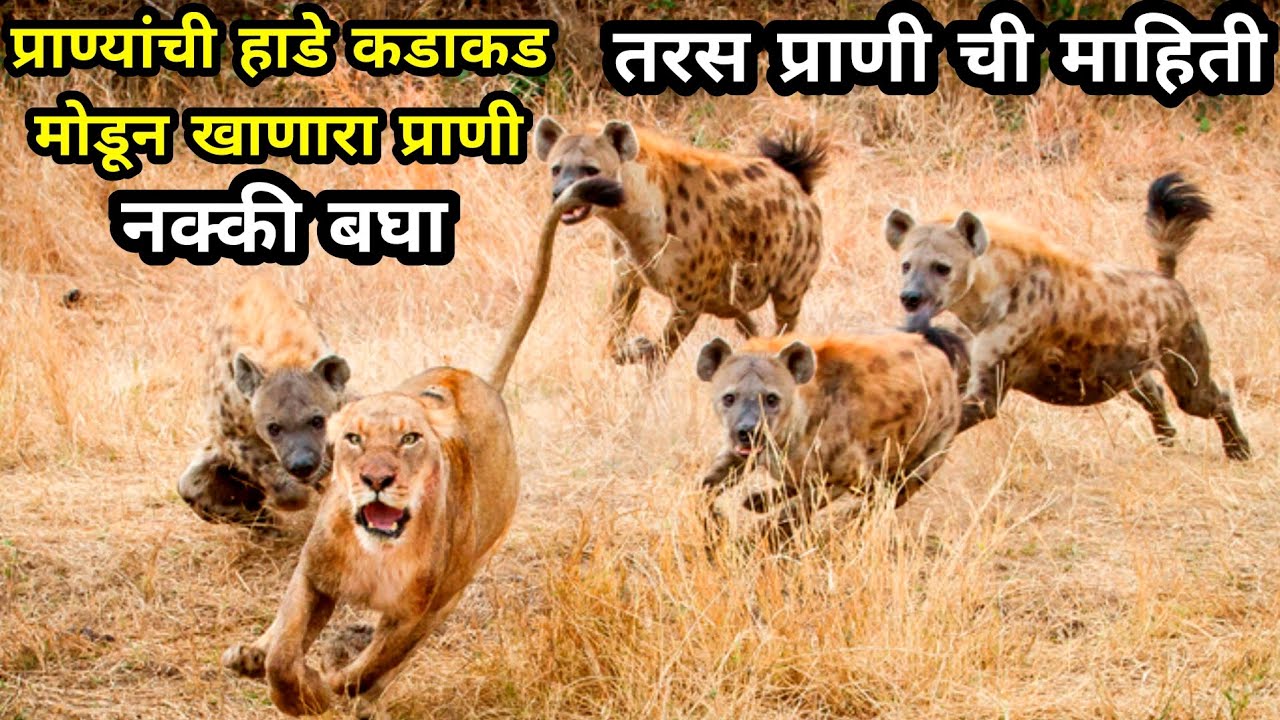 taras prani | taras prani chi mahiti | taras | taras prani dakhva ...