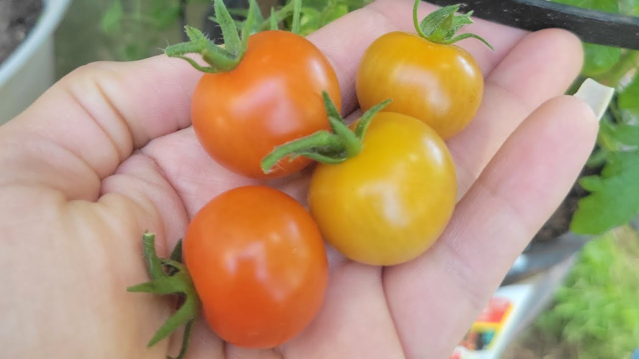 Sweet 100 tomatoes | First Backyard tomatoes of The Season - YouTube