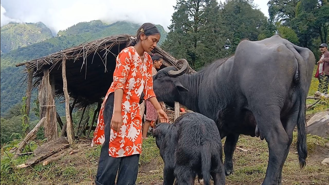 Himalayan village people lifestyle buffalo farming and cattle very hard ...