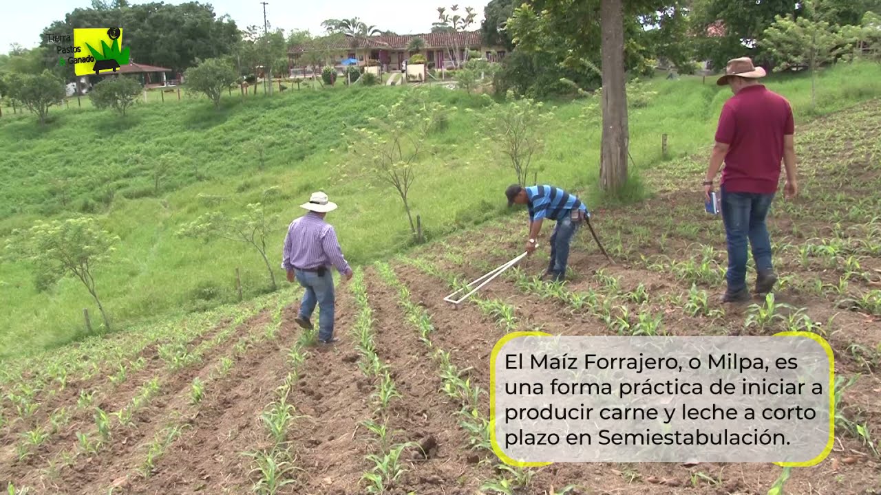 Maíz Forrajero para producción de carne y leche | Tierra Pastos y ...