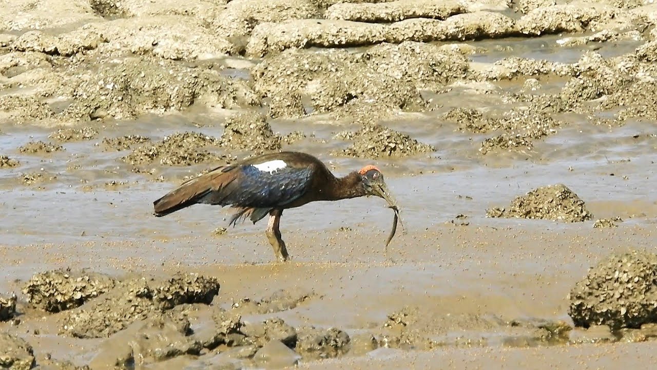 Black Ibis catching fishes and snakes - YouTube