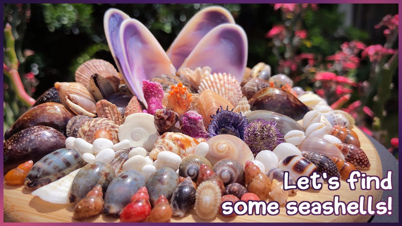 A Variety of Mini Shells | Finding Seashells at Low Tide #shelling # ...