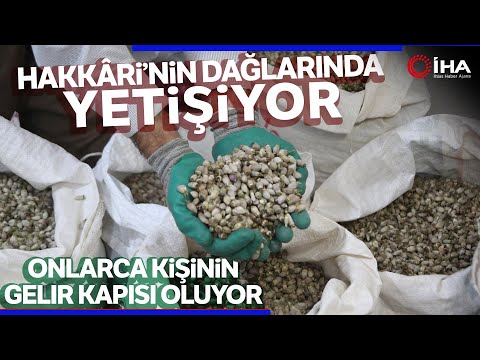 Kenger Bitkisinden Kentin Ekonomisine 2 Milyon Dolar Katkı