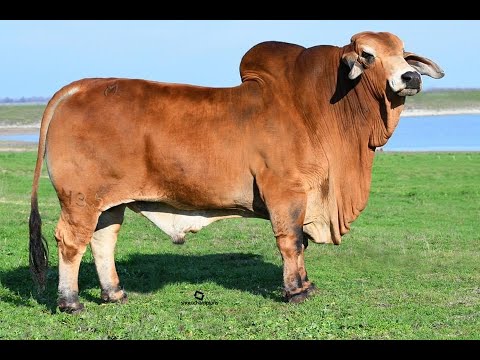 MUSCULAR & POWERFUL Red Brahman Herdsire 2021 Texas Edition - MORENO MR ...