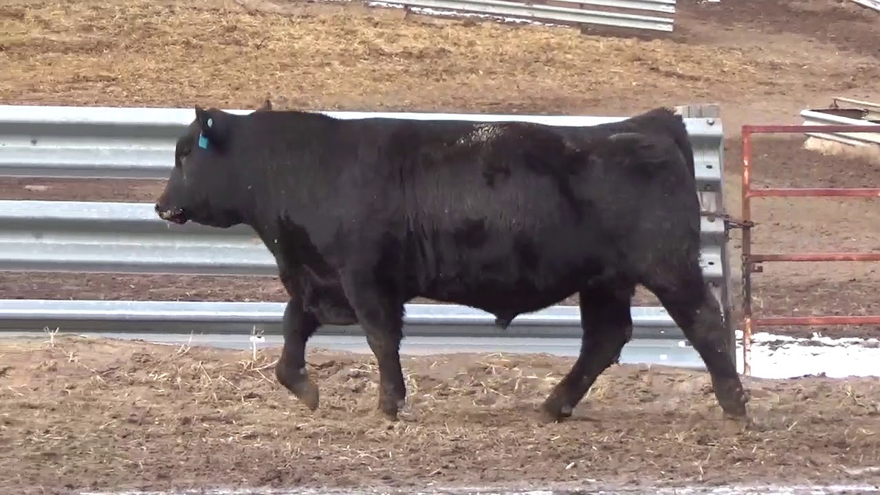 Connealy Angus Ranch Lot 39 - YouTube