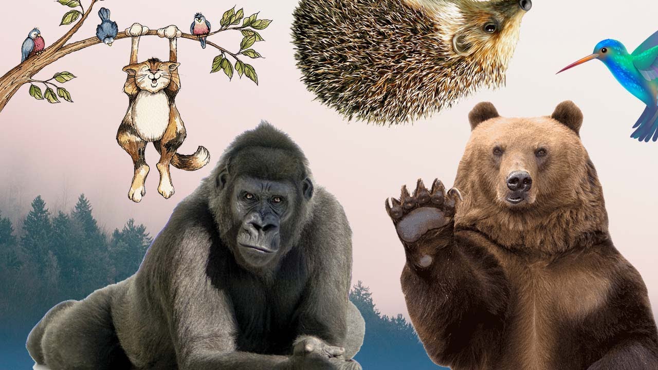 Learn about the characteristics of Animals (Dog, Cat, Bear, Rabbit, Cow ...