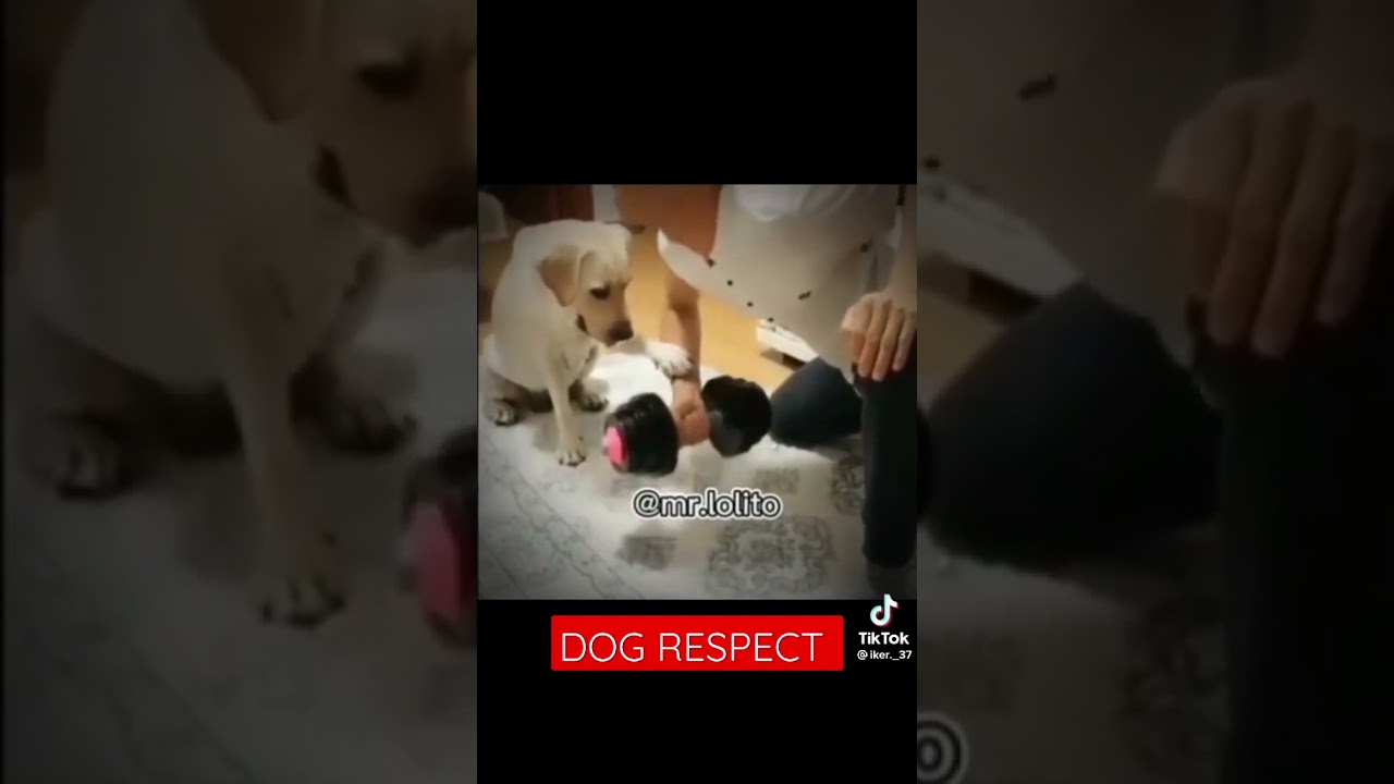 DOG RESPECT #dog #respect - YouTube