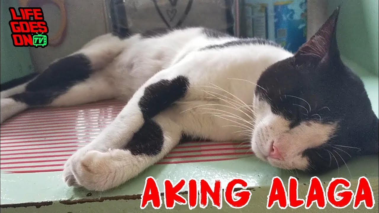 Aking Alaga! - YouTube