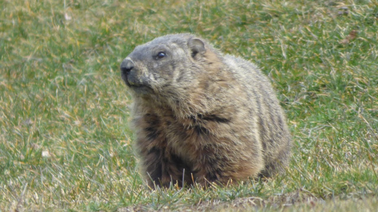 Groundhog - Wild woodchuck eating - groundhog on a day in March ...