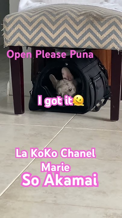 La KoKo Chanel Marie open please Puna!! She got it.. so smart.. - YouTube