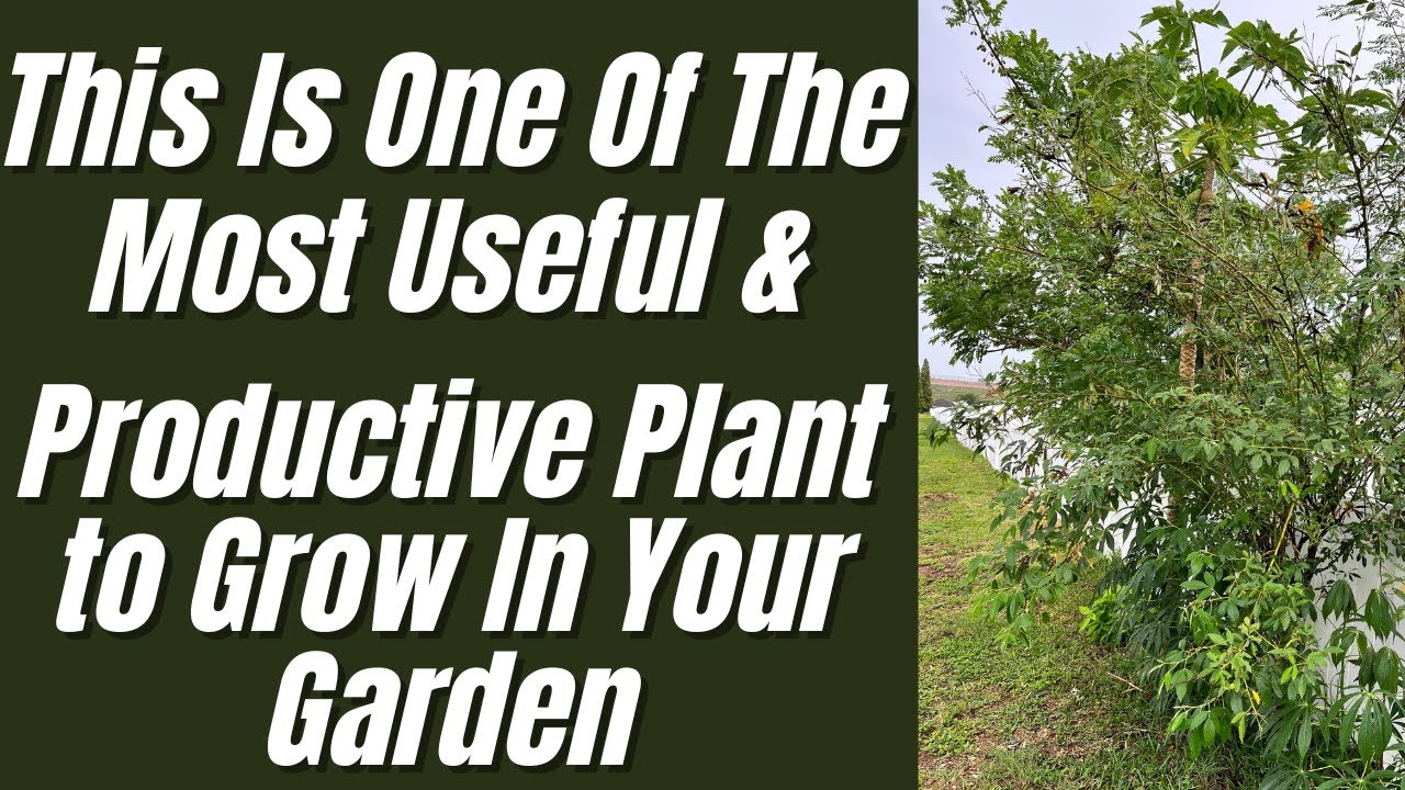 This Is One Of The Most Useful And Productive Plant to Grow In Your ...