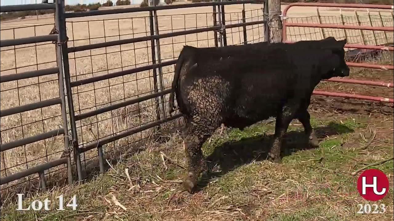 Woodbury Farms Lot 14 2023 - YouTube