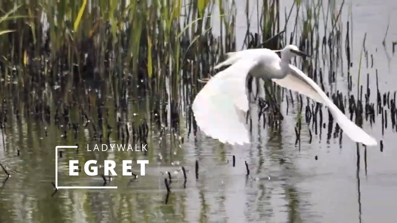 EGRET - YouTube