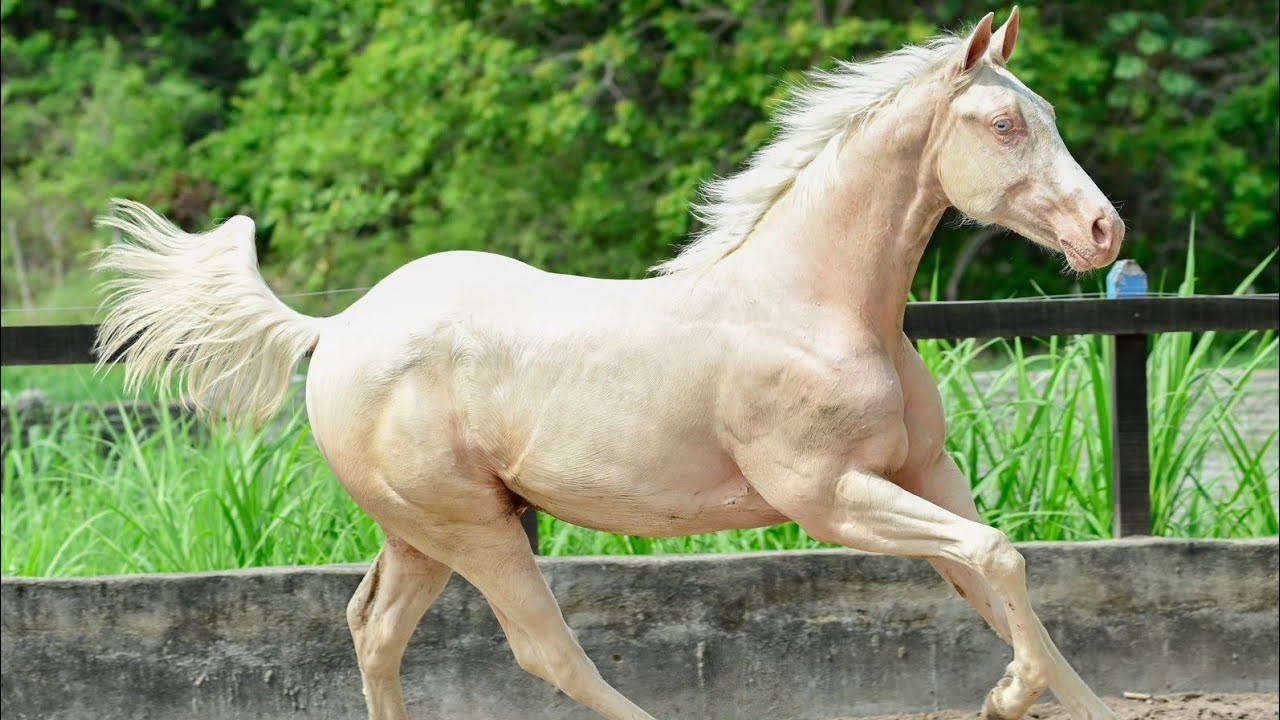 Potro a Venda! Filho do Campeão Nacional *ETERNALY EASE PFF (81)99371 ...