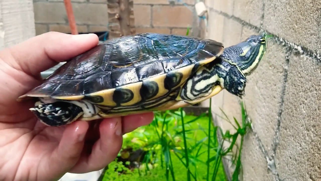 Tortuga Pavorreal - Tortuga Jicotea o Trachemys Venusta - YouTube
