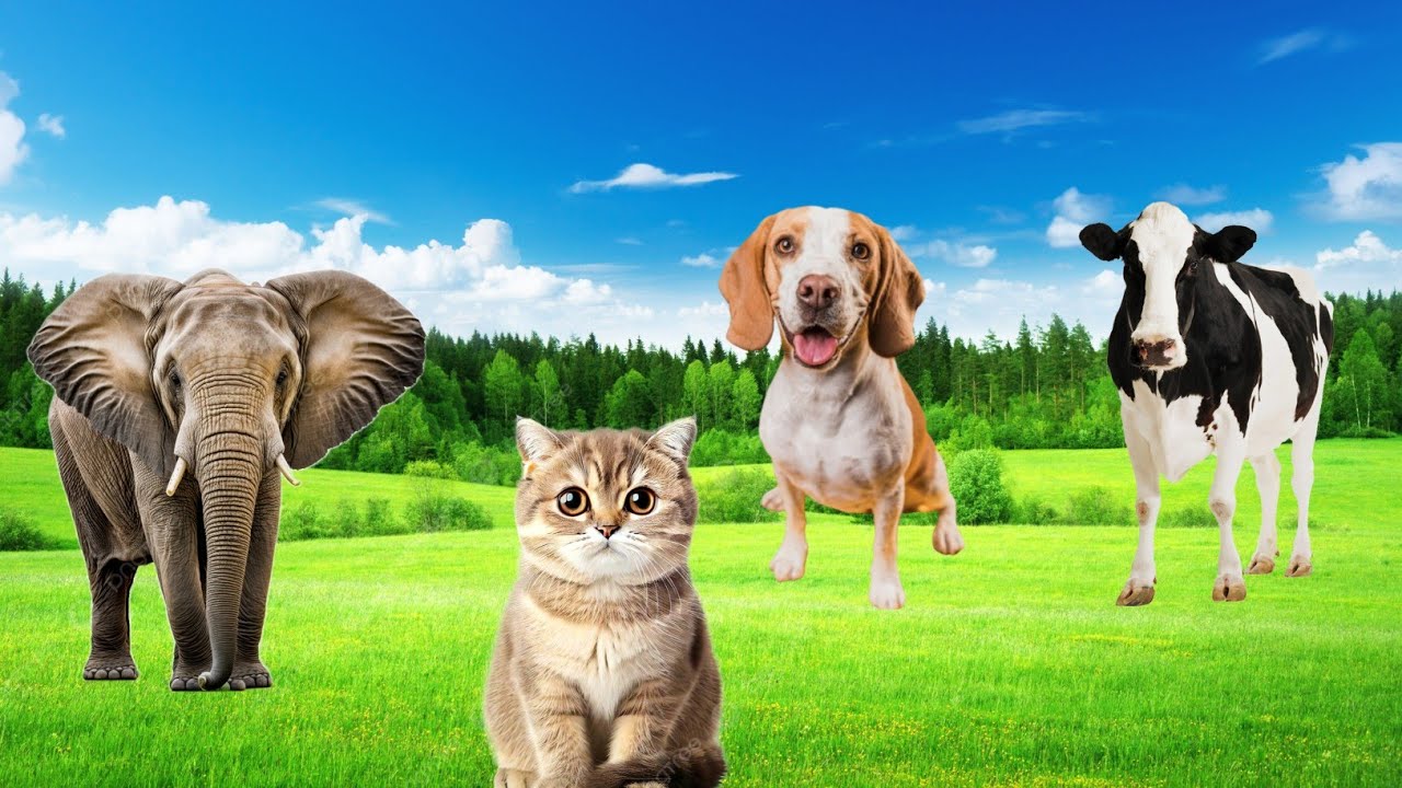 Collection Of Animal Sounds : Dog, Cat, Cow, Goat, Elephant-Animal ...