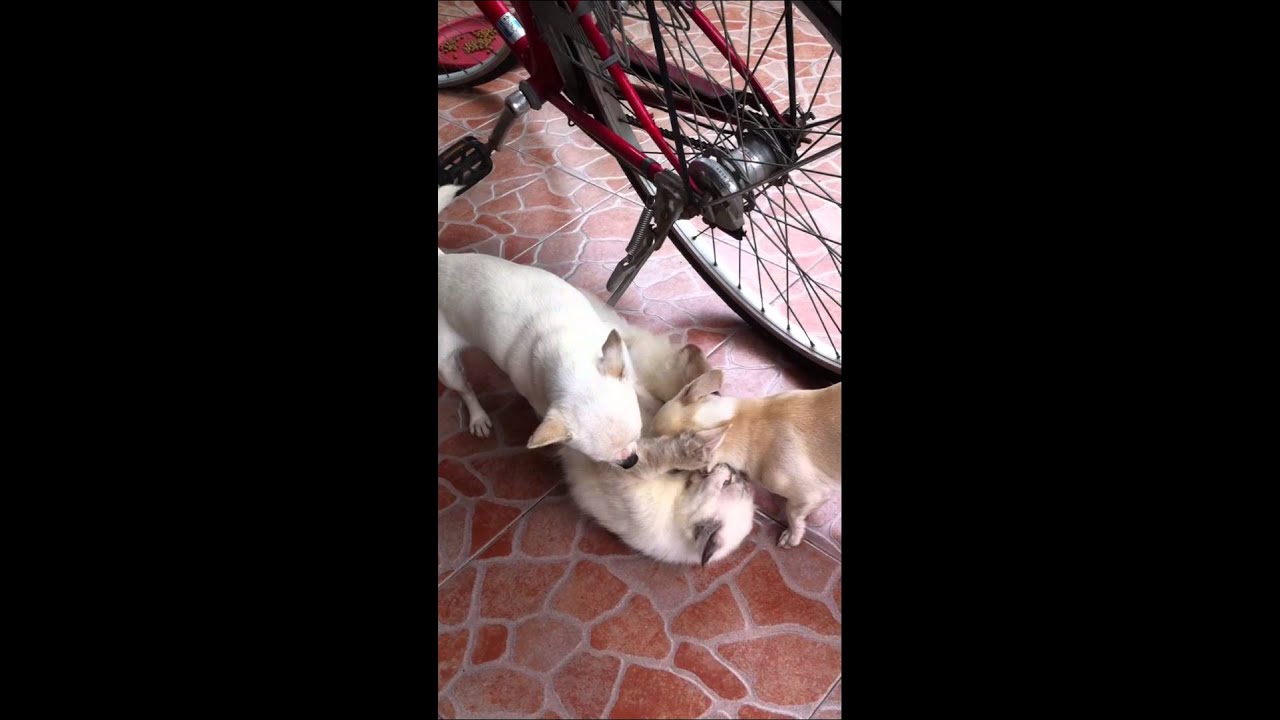 Persian and chihuahua mating - YouTube