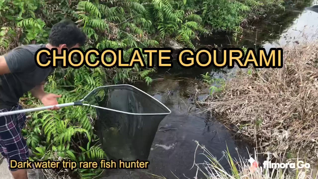 CHOCOLATE GOURAMI & BETTA LIVIDA HABITAT. Malaysia wild fish - YouTube