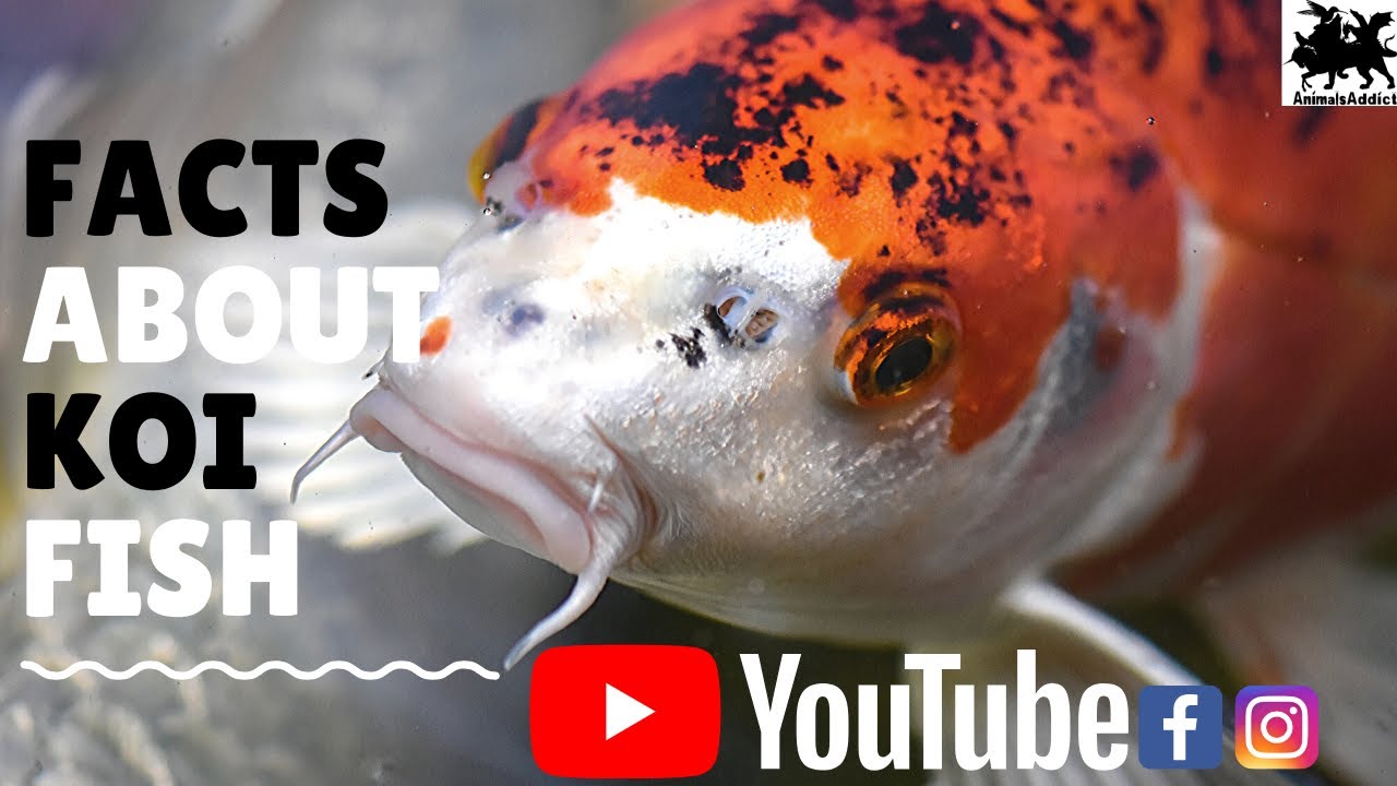 Amazing Facts About Koi Fish | Koi Fish Facts | Animals Addict - YouTube