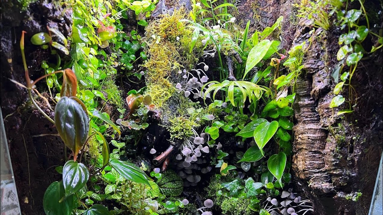 Bioactive Natural Habitat Maintenance At Home | A Weekly Routine - YouTube