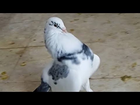 Palomeros Cubanos 🇨🇺 Trabajando con Razas Morrilero y Veleño en su ...