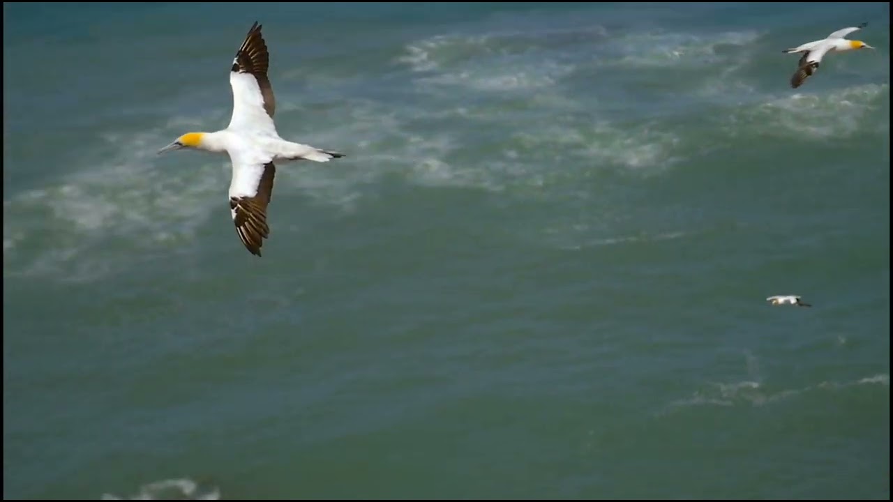seagull sounds|sea wave with birds sound|nature bird sounds|seagull ...