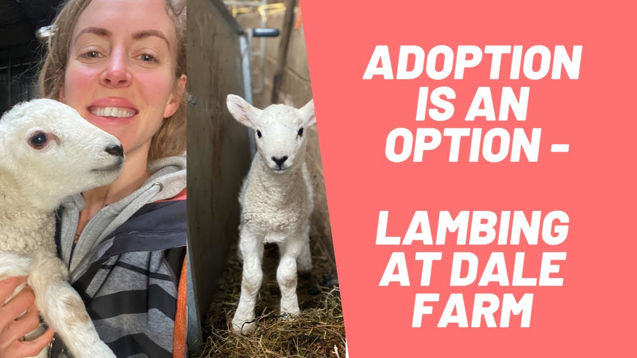TRYING A LAMB ADOPTION! AND BOTTLE FEEDING, LAMBING OUTDOORS, SHEEP ...