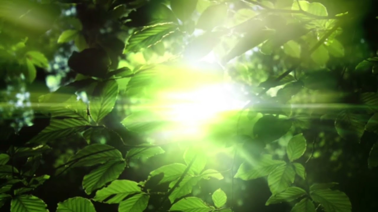 Sun Shining Rays Of Light Through The Trees In The Forest | Free Stock ...