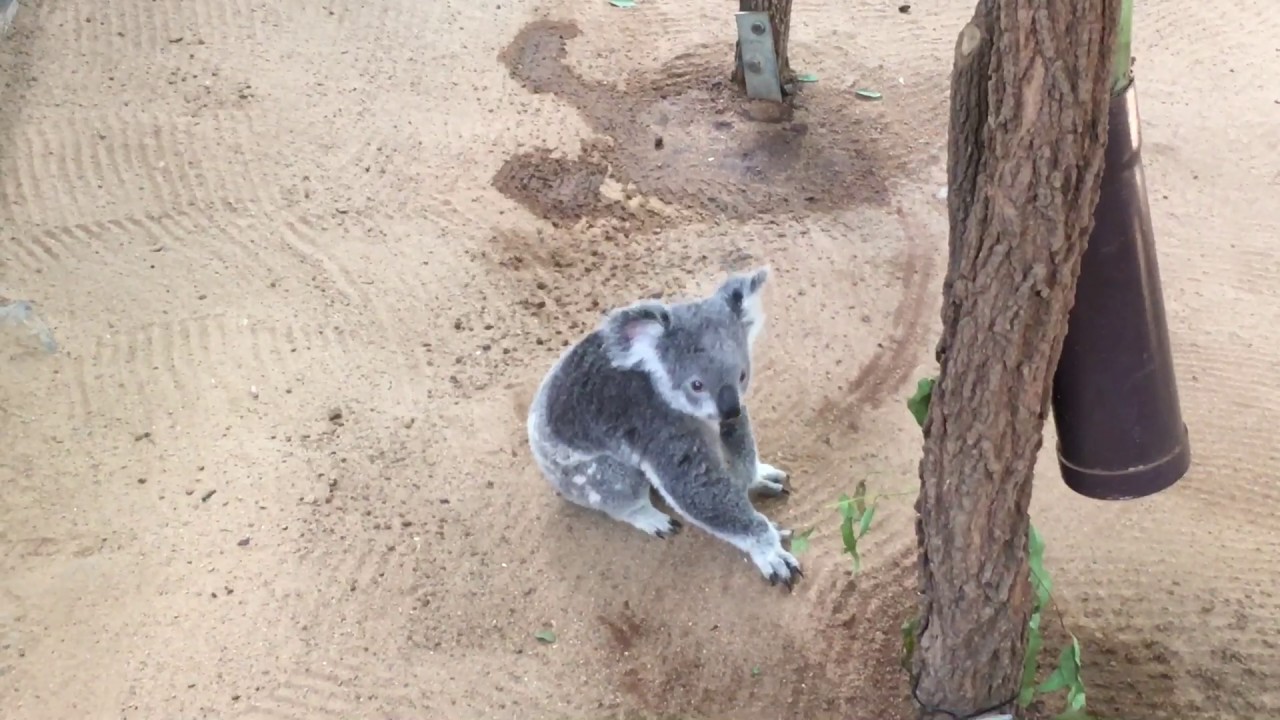 OMG a Koala Snoring #cute - YouTube