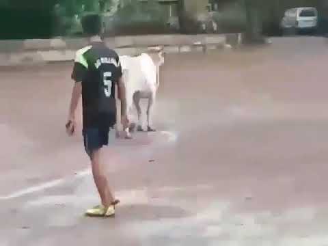 Vidio sapi kocak - YouTube