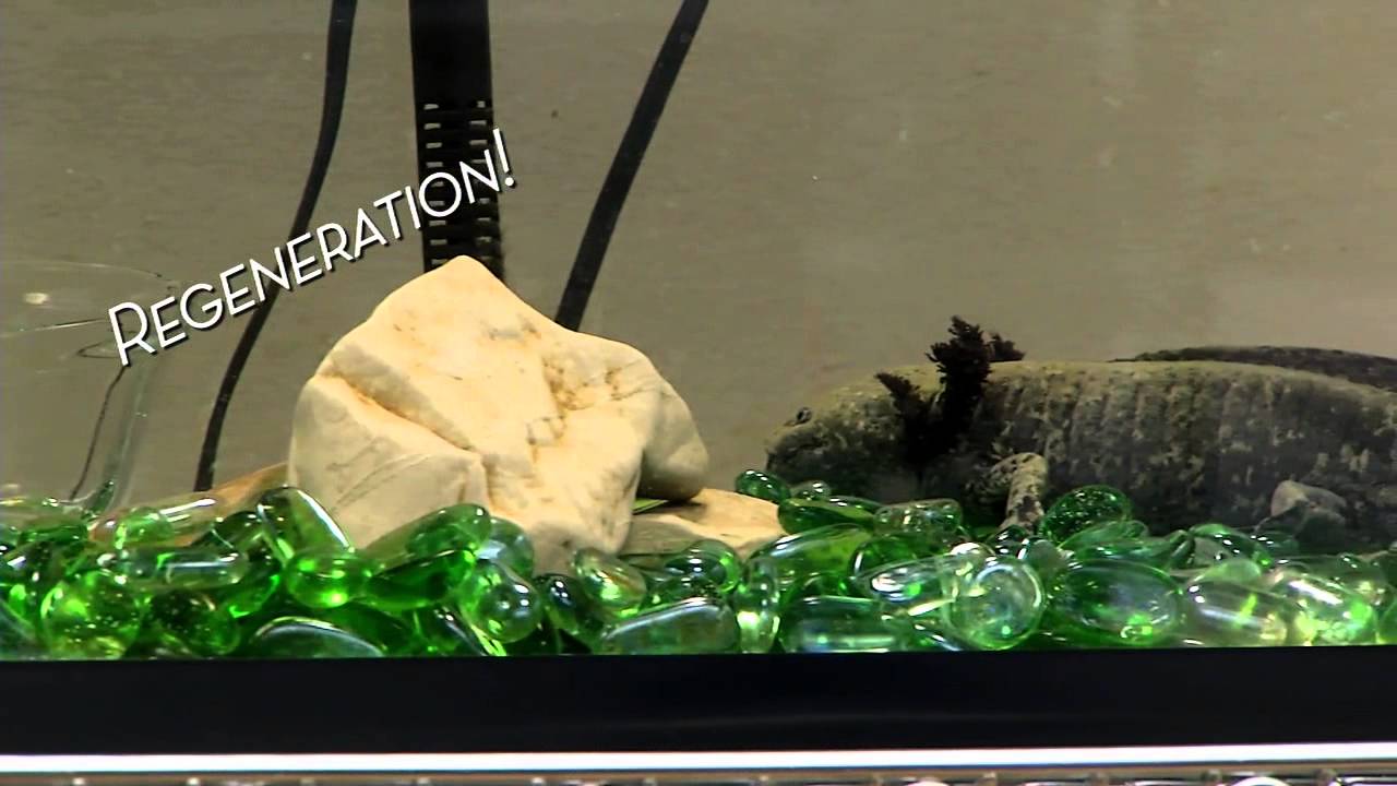 Axolotls at the Life Science Lab, Saint Louis Science Center - YouTube