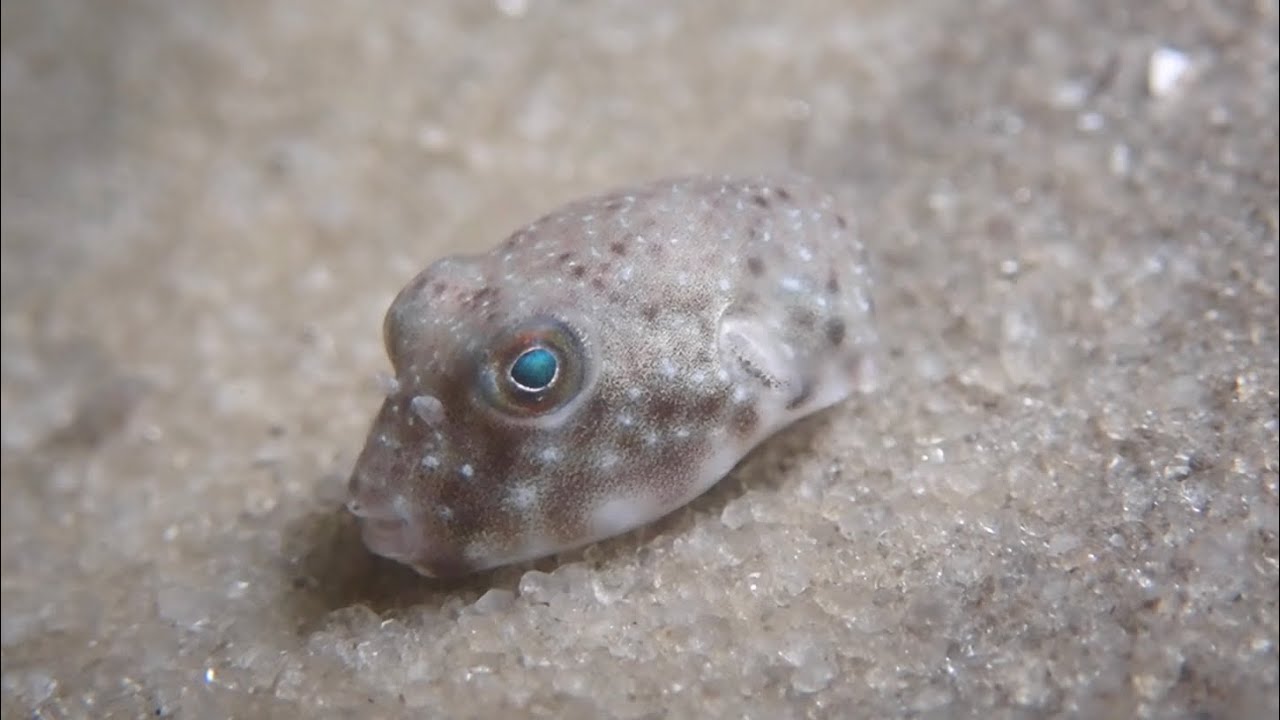 Sea Creatures of the Florida Gulf - YouTube